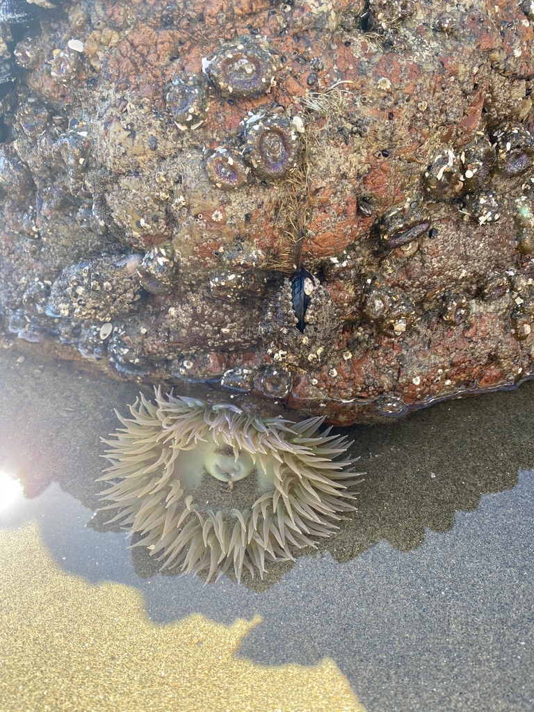 Giant Green Anemone from South Bay, San Francisco, CA, US on June 09 ...