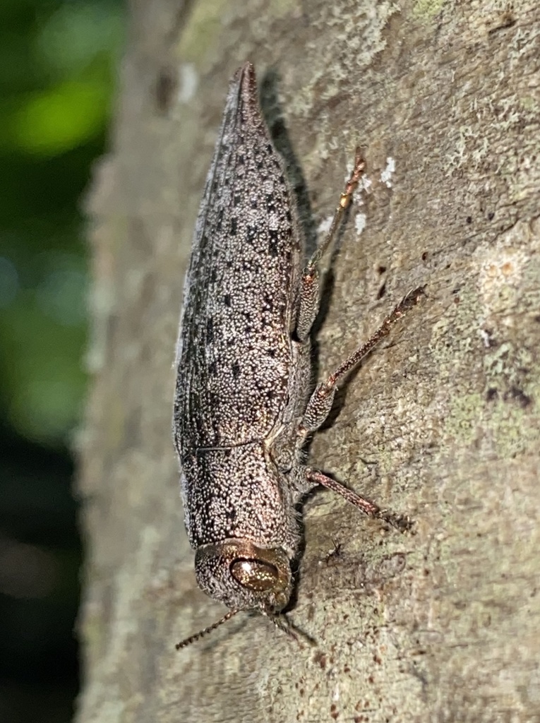 Flat-headed Hardwood Borer from Easton, CT, US on June 10, 2020 at 01: ...