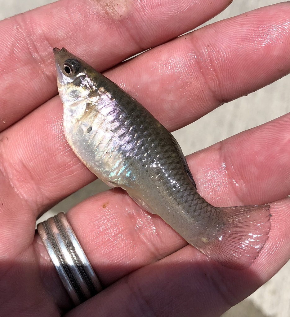 Amazon Molly (Poecilia formosa) - Marine Life Identification