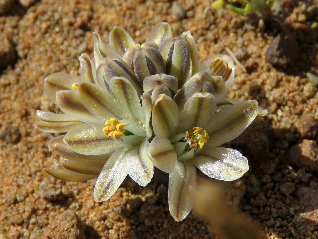 Largecapsule Poison Squills (Macrocentrae) - Botanical Realm