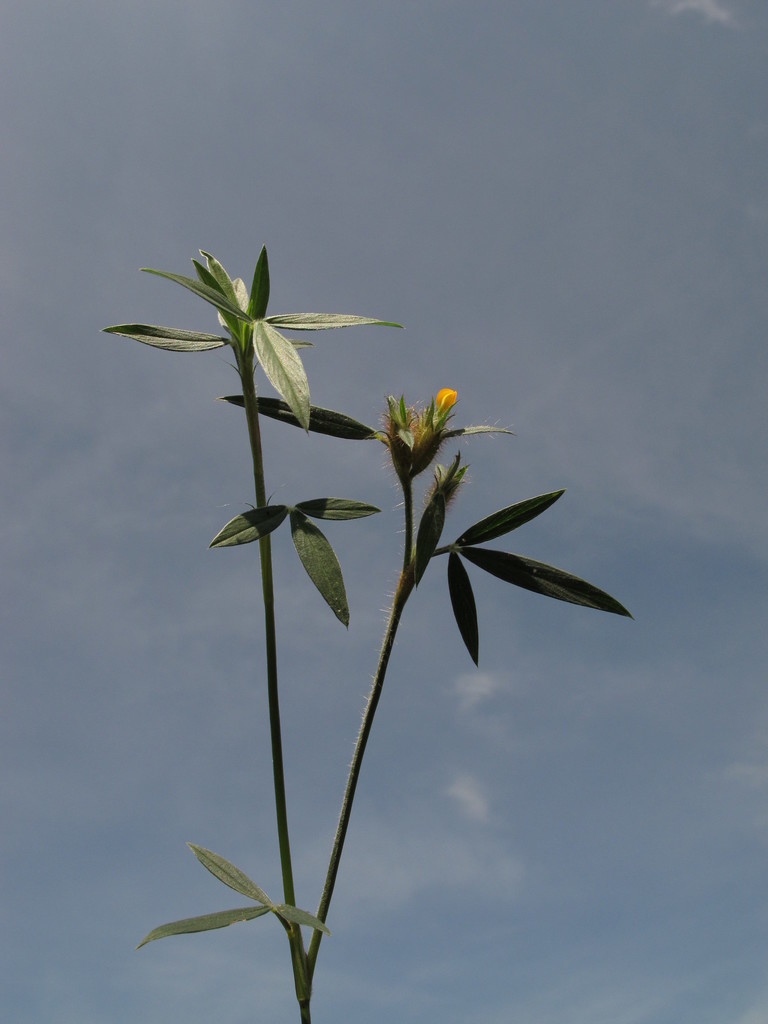 Stylosanthes guianensis desde Pacho, Cundinamarca, Colombia el30 de ...