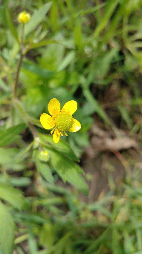 macoun's buttercup (Ranunculus macounii) - Botanical Realm