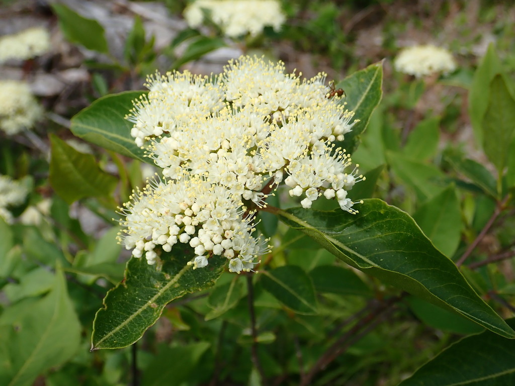 northern wild raisin (Edible Native Plants of New England) · iNaturalist