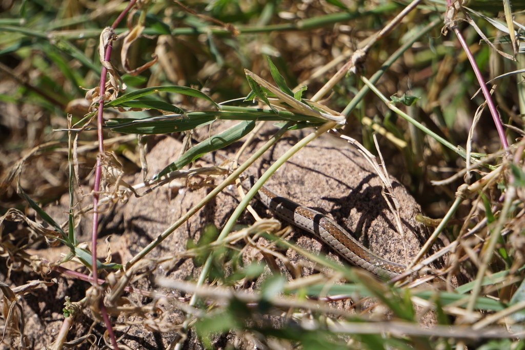Dwarf Sand Snake from Mara, Kenya on August 3, 2019 by taopina ...