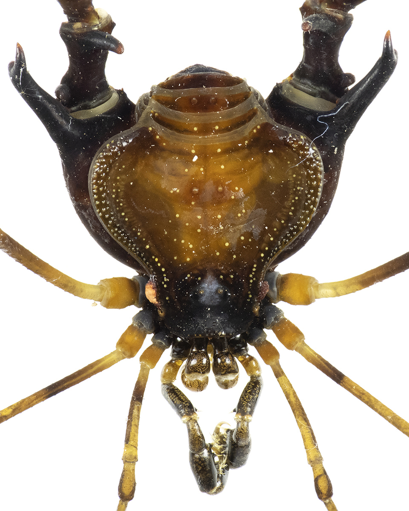 Sadocus asperatus from Concepción, Bío Bío, Chile on January 9, 2020 at ...