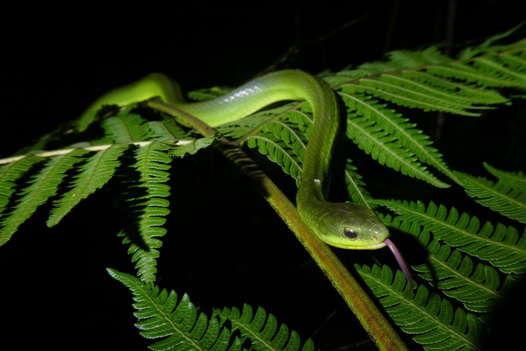 Chinese Green Snake from Taipei, Taiwan on June 3, 2020 at 10:37 PM by ...