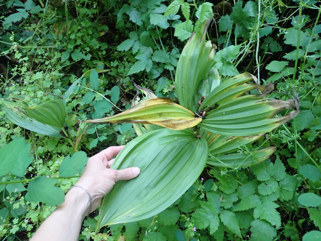 Corn Lily from Camassia Natural Area, West Linn, OR, USA on June 10 ...