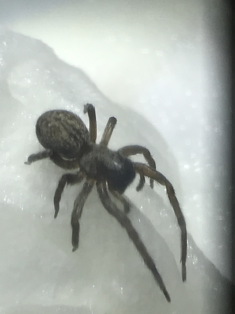 Grey House Spider from Dorcas St, San Diego, CA, US on June 10, 2020 at ...