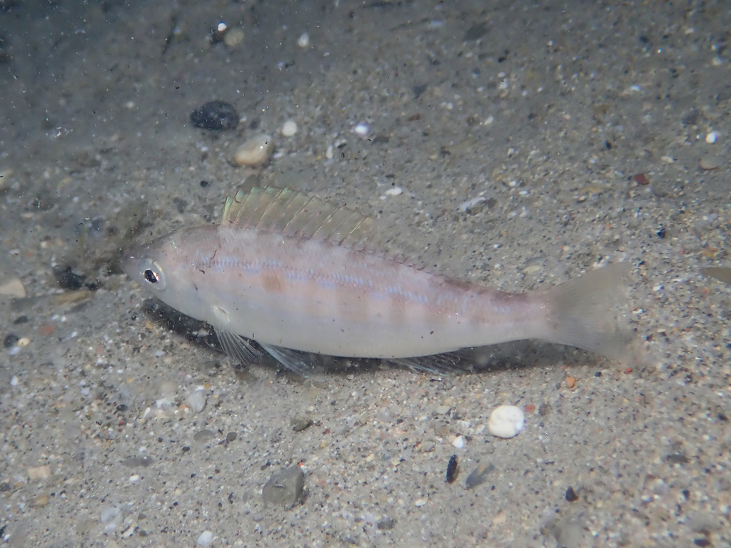 (Spicara flexuosum) - Marine Life Identification