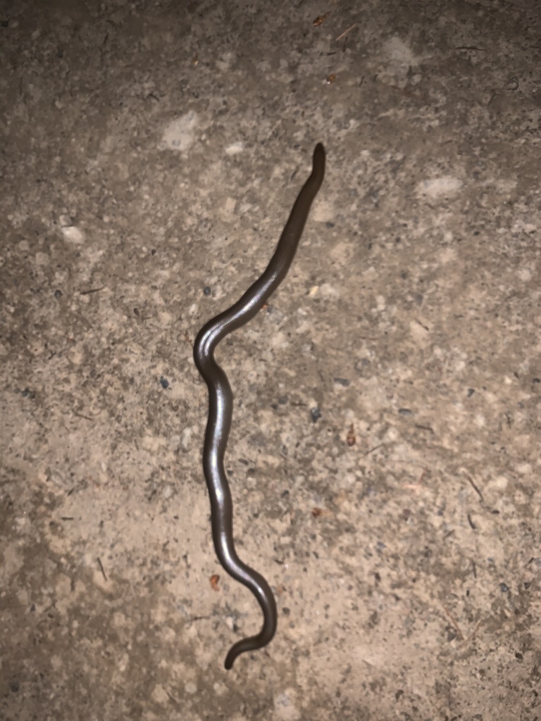 Northern Rubber Boa in June 2020 by John G. Phillips · iNaturalist
