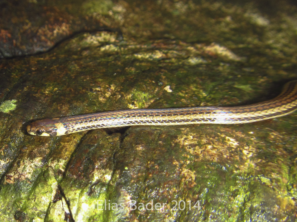 Litter Snake (Tantilla reticulata) - Snakes and Lizards