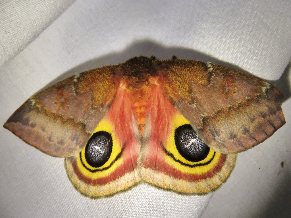 Io Moth (Denver-Boulder Metro Area: Butterflies and Moths) · iNaturalist