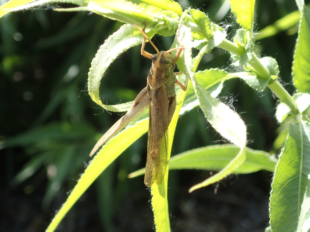 Gray Bird Grasshopper from Gardena, CA, USA on May 14, 2017 at 03:42 PM ...