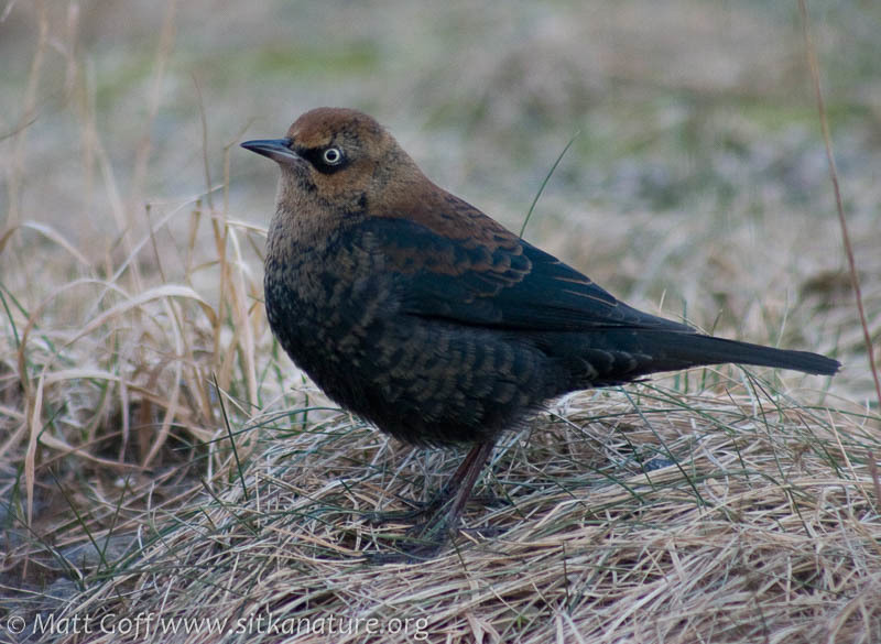 Rusty Blackbird from Sitka, AK, USA on January 9, 2005 at 02:18 PM by M ...