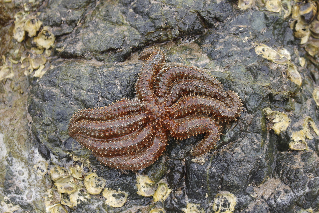 Eleven-armed Sea Star from Taipa, New Zealand on December 01, 2018 at ...