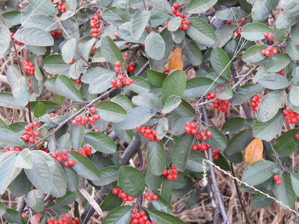 Cotoneasters from Bishop Bird Park, Centurion on June 11, 2020 at 07:02 ...