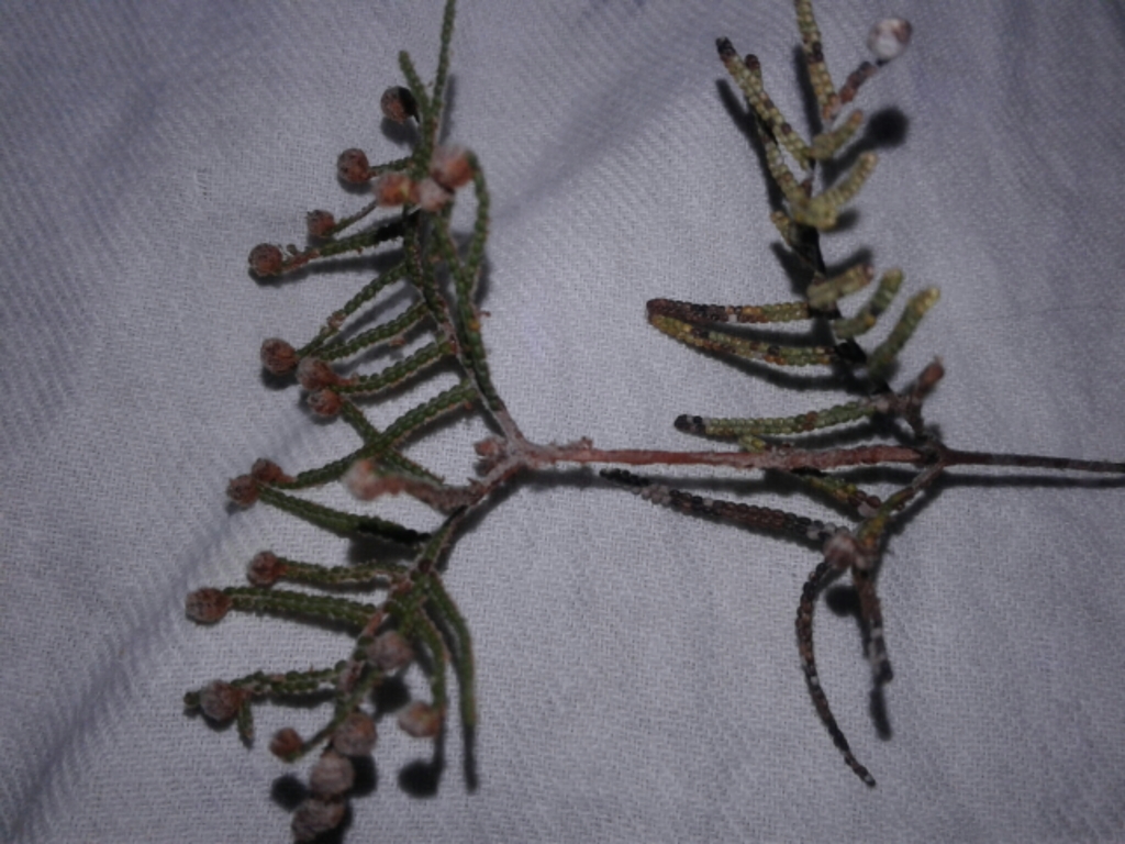 alpine coral-fern from Buller, NZ-WC, NZ on May 15, 2017 at 08:09 AM by ...