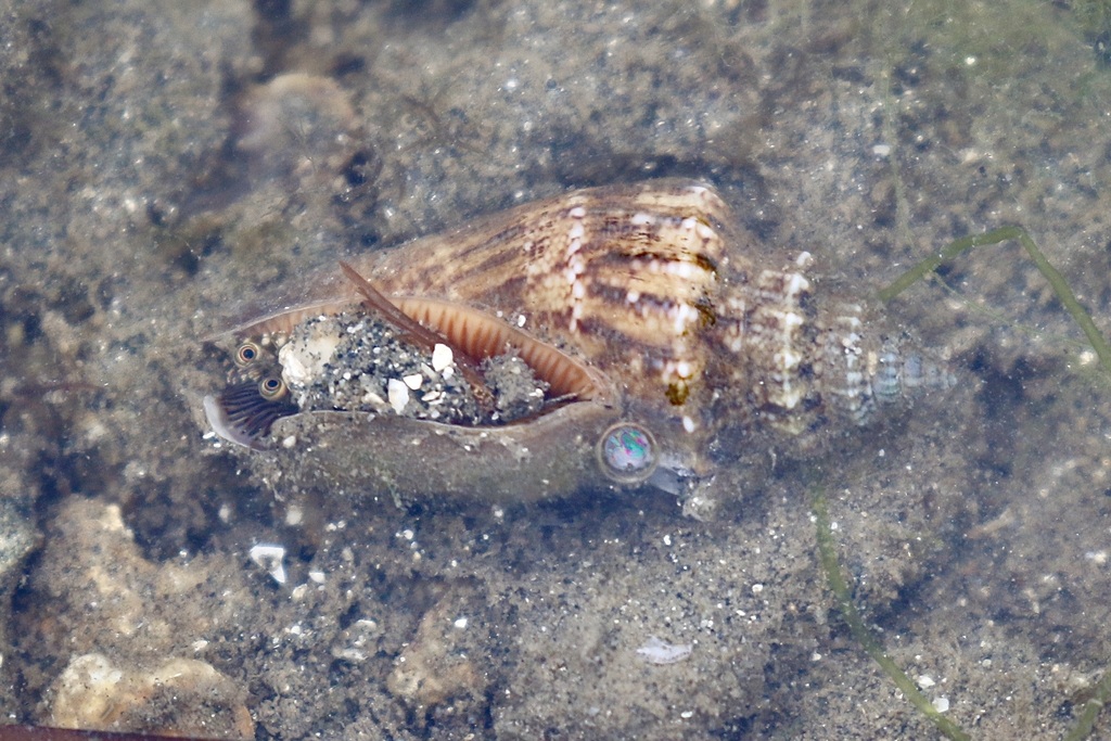 Labiate Stromb from Rewa, Fiji on May 24, 2020 at 11:22 AM by Bird ...