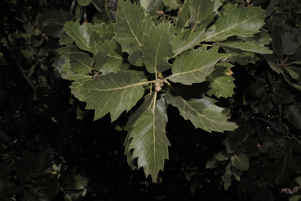 Valonia oak from Αττική, Ελλάδα on June 10, 2020 at 02:18 PM by Σάββας ...