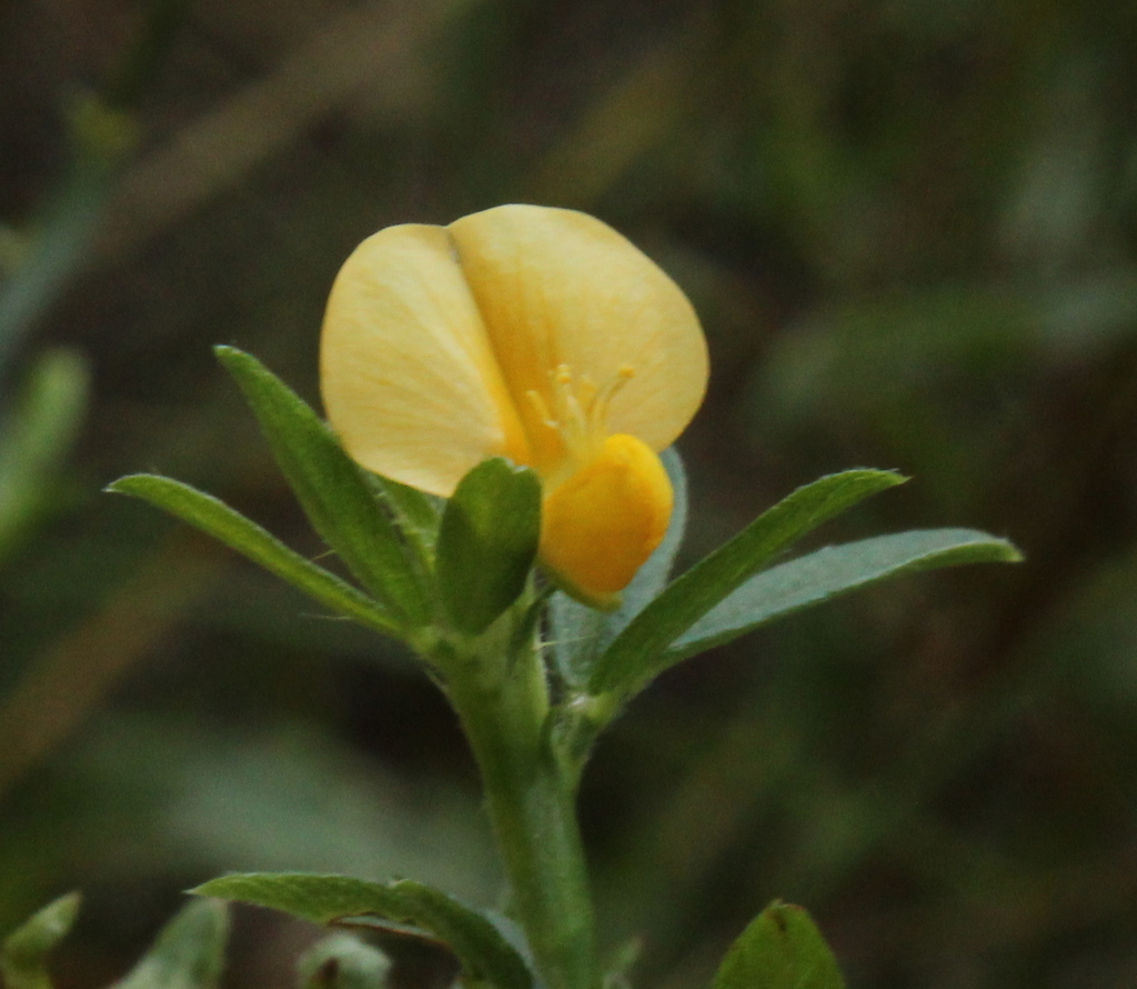 (Stylosanthes) - Botanical Realm