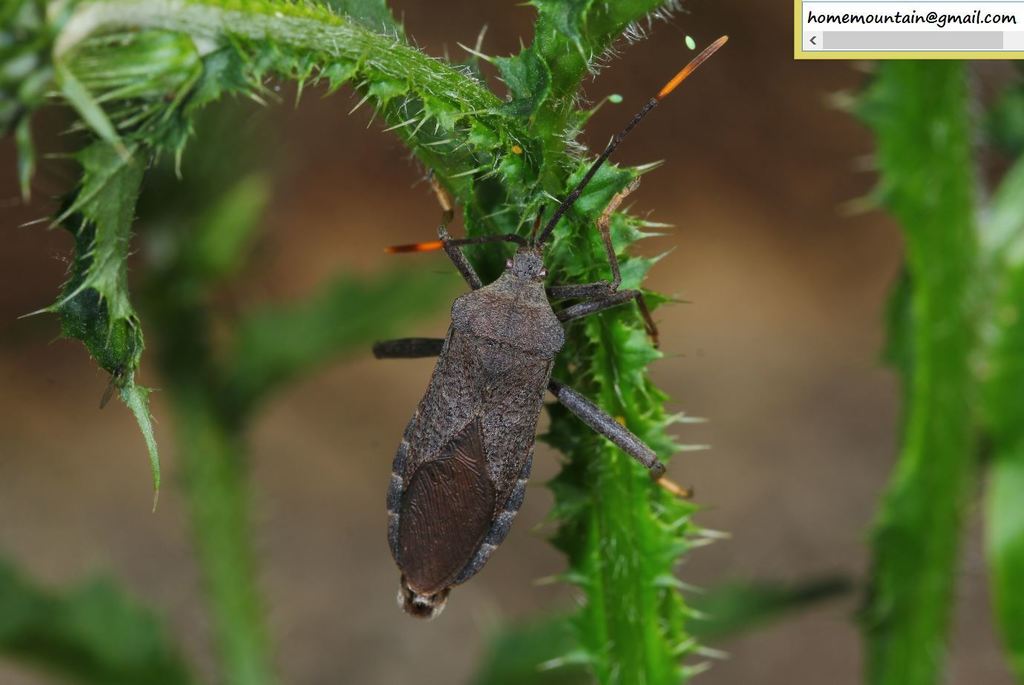 Ochrochira qingshanensis from Wuling Mountain on June 5, 2020 at 11:52 ...