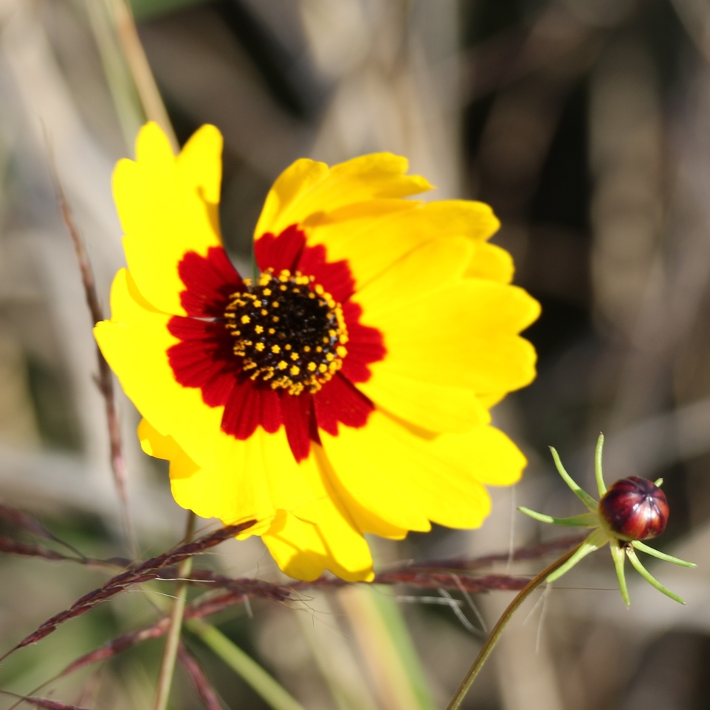Tickseed from Bastrop, Texas, United States on May 11, 2017 at 09:28 AM ...
