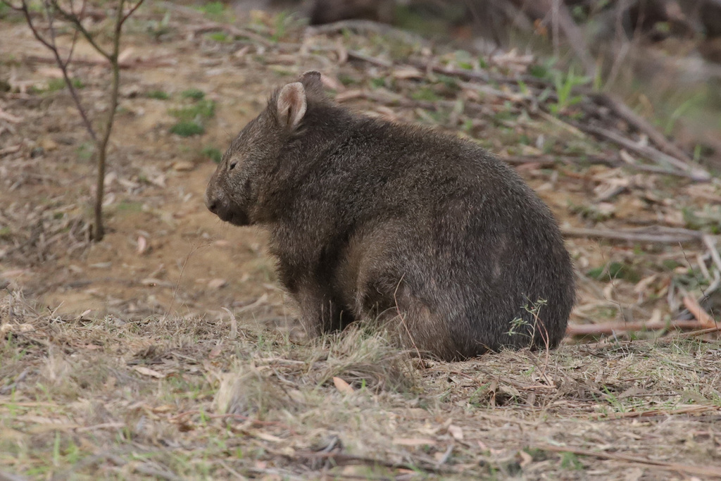 Bare-nosed Wombats (Vombatus) - Know Your Mammals