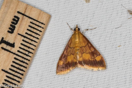 Golden Pyrausta Moth (Pyrausta onythesalis)