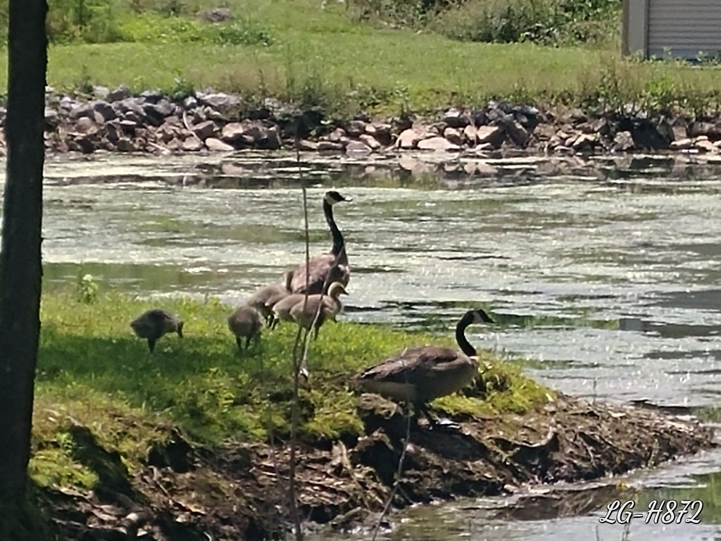 Canada Goose from Big Cove, Alabama on June 10, 2020 at 02:18 PM by ...