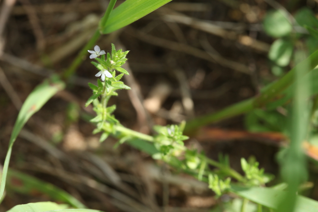 Spring Speedwell from Судиславский р-н, Костромская обл., Россия on ...