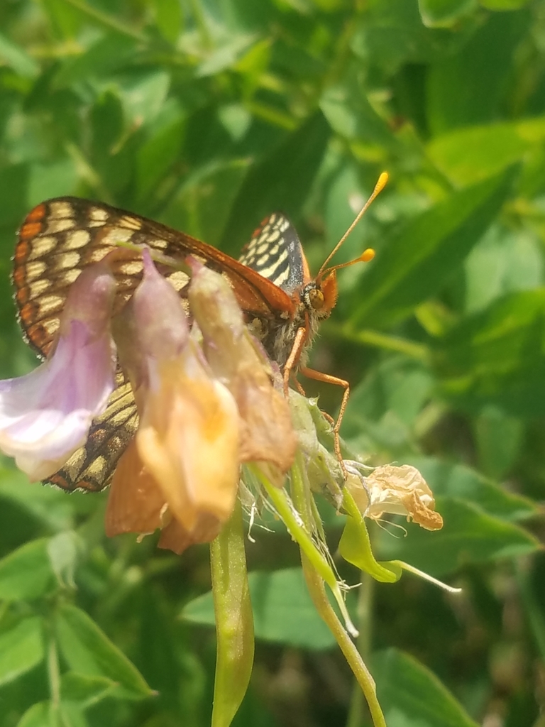 Euphydryas from Redwood City, CA 94062, USA on June 10, 2020 at 12:26 ...
