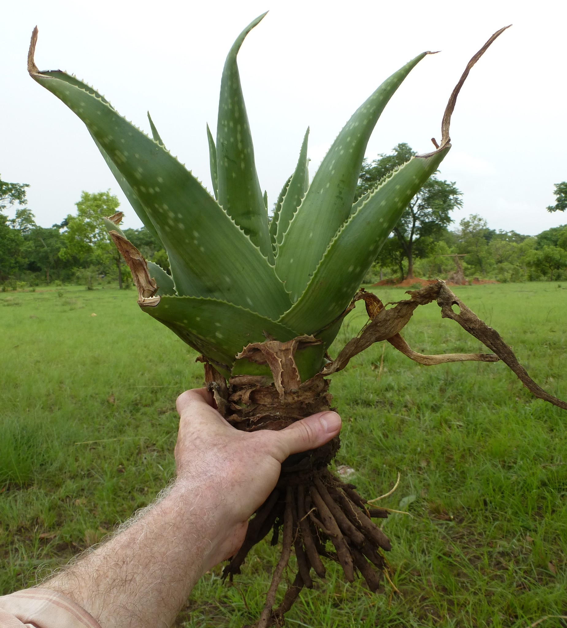 Aloe buettneri A.Berger