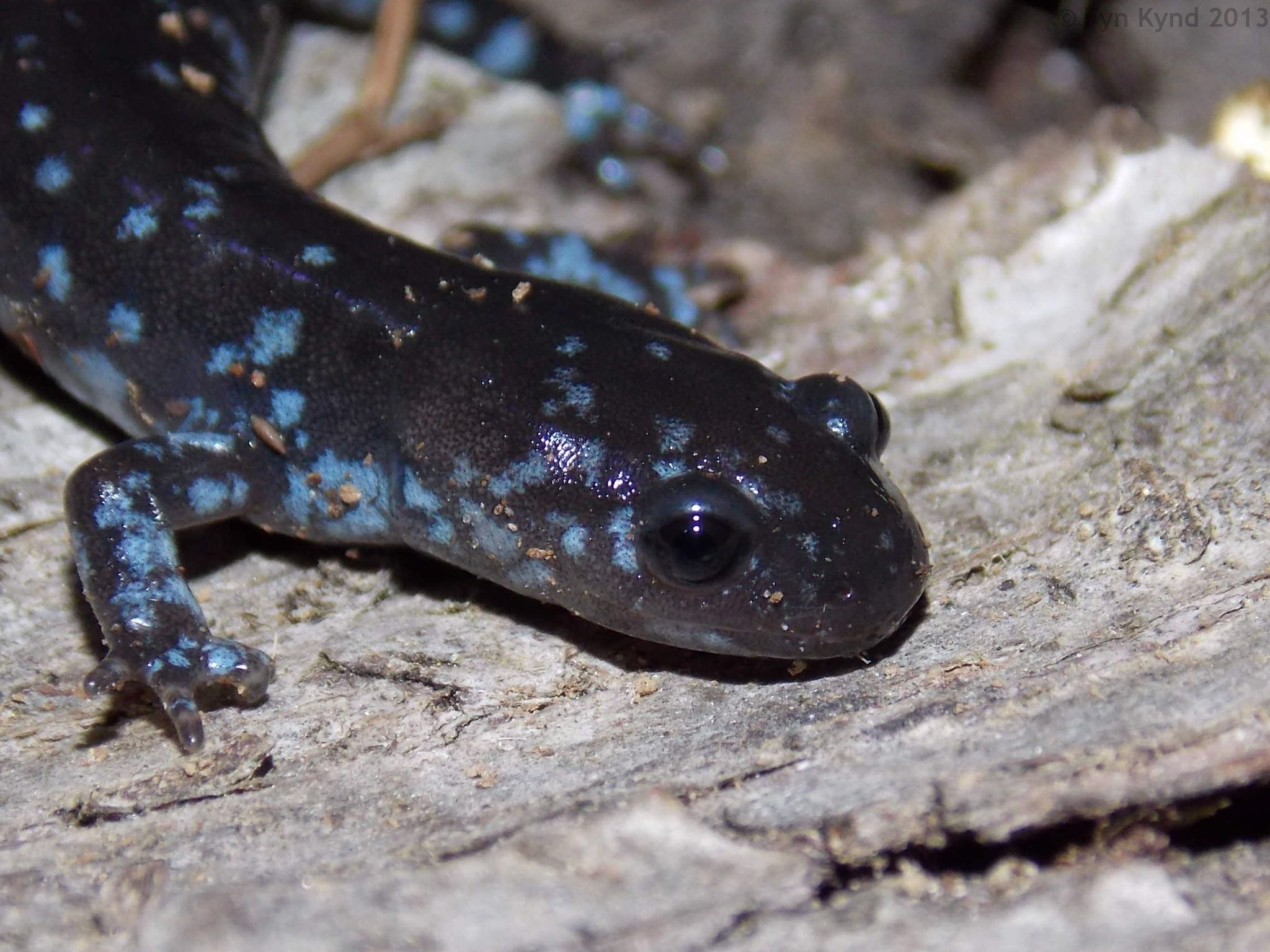 Blue Spotted Salamander Wisconsin
