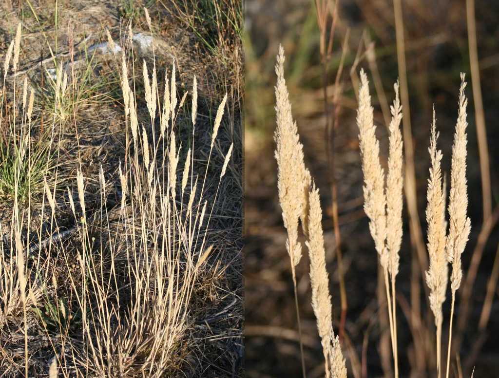 Cape Wire Grass from Overberg District Municipality, South Africa on ...