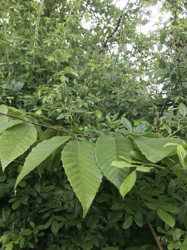 beech family from 11 Larkspur Ln, Upper Makefield, PA, US on May 14 ...