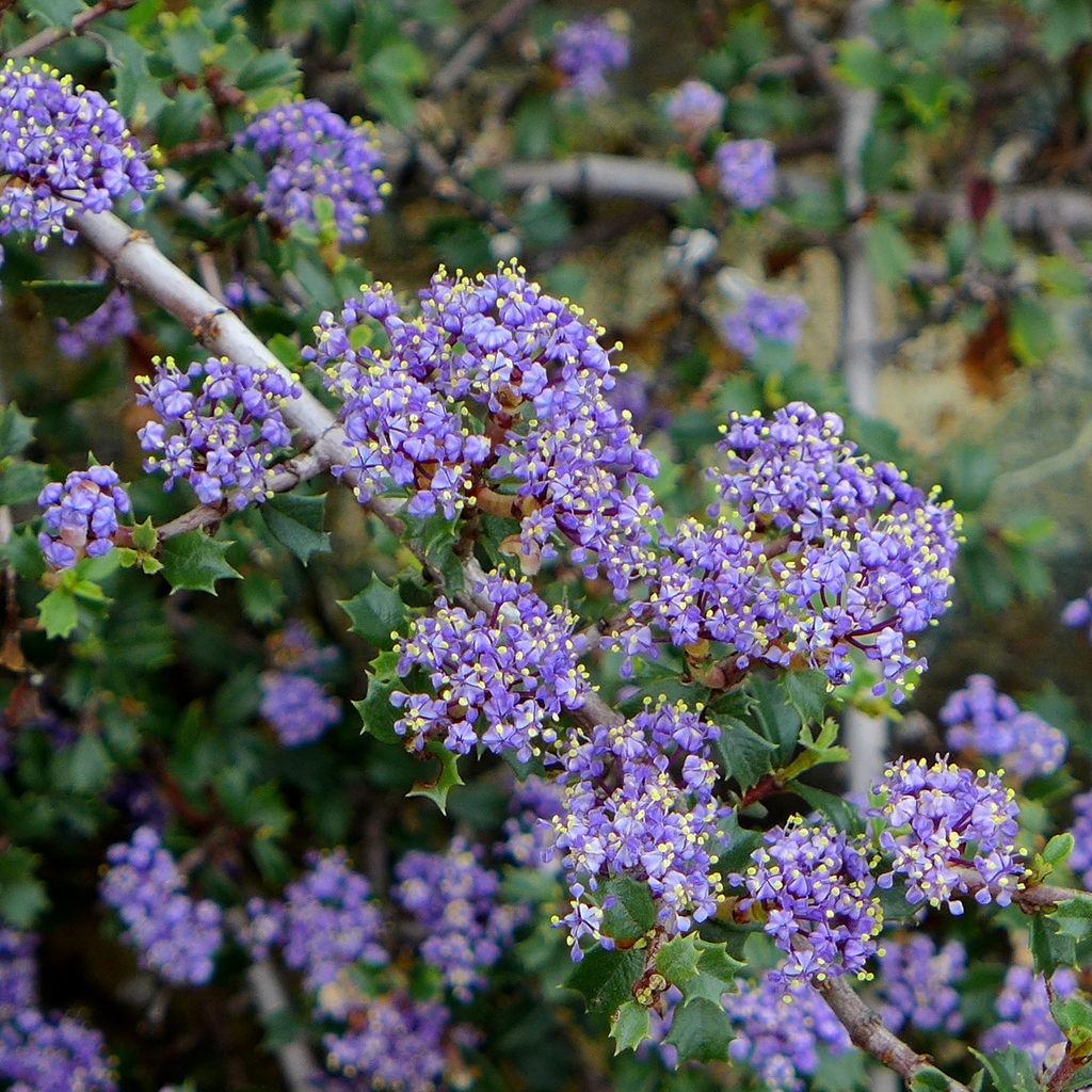 Rincon Ridge ceanothus in April 2014 by icosahedron · iNaturalist