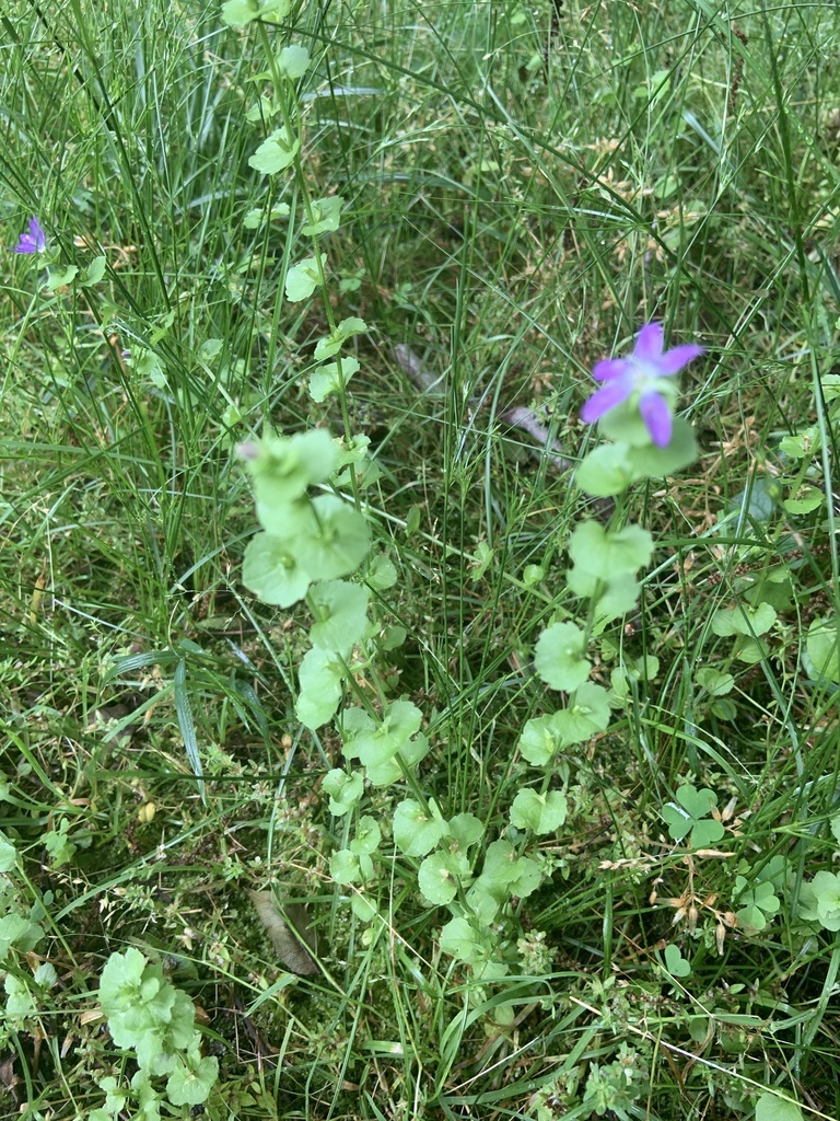 clasping Venus's looking glass from Carimon Rd, Rock Hall, MD, US on ...