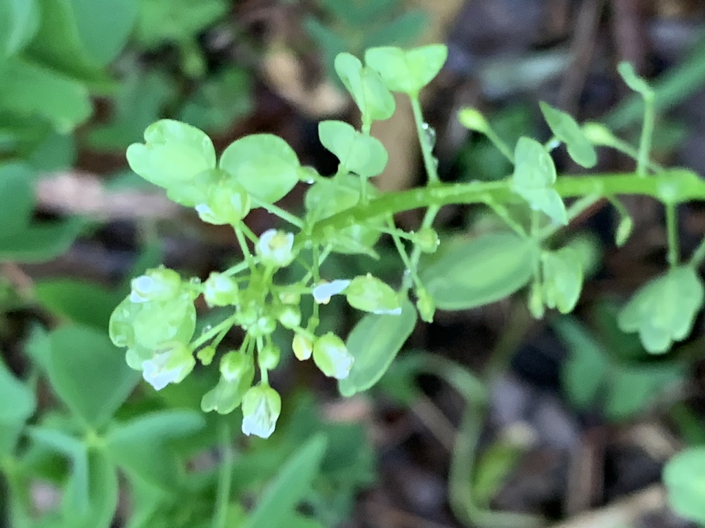 field penny-cress from Telemark Rd, Dundas, MN, US on June 09, 2020 at ...