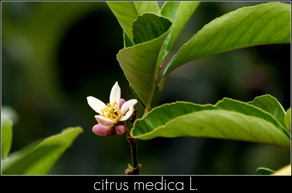 Citron (O Parks, WildLife, and Recreation Dry Tropical Trees) · iNaturalist