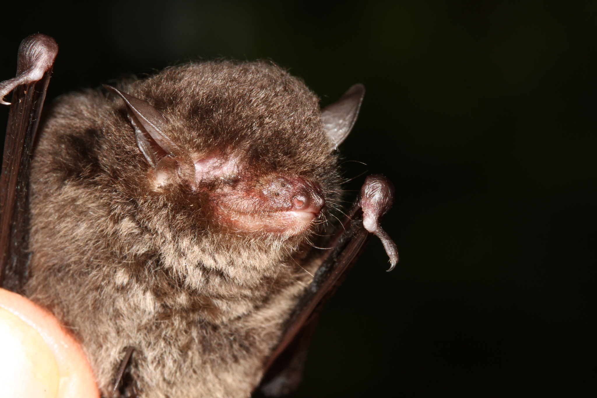 Myotis riparius Handley, 1960