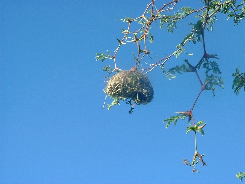 Southern Masked Weaver from Ongwediva, Namibia on March 16, 2001 at 05: ...