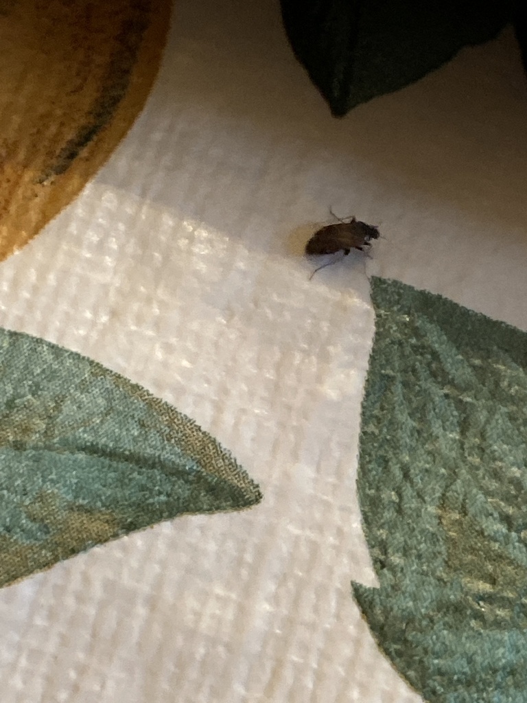 True Bugs from Long Island, Wantagh, NY, US on June 11, 2020 at 05:12 ...