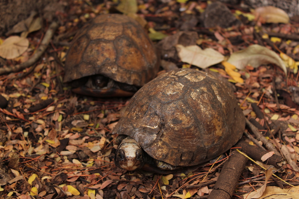 Yucatán Box Turtle in March 2018 by Pedro E. Nahuat-Cervera. Ejemplares ...