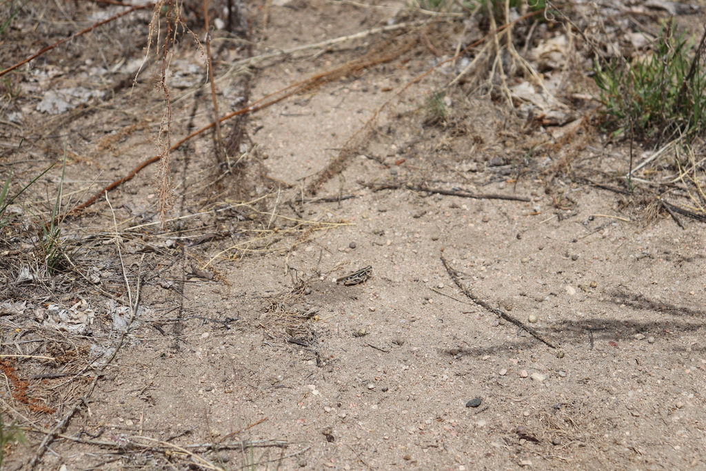 Coral-winged Grasshopper from Centennial, CO, USA on May 23, 2020 at 02 ...