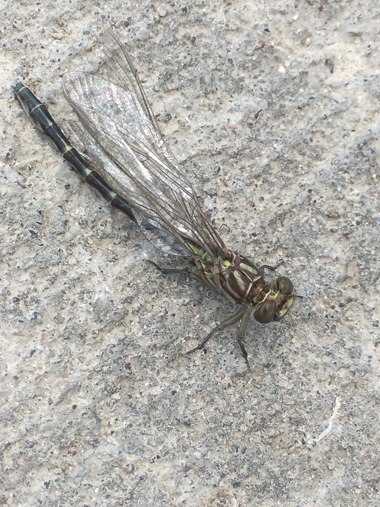 Elusive Clubtail from Brownsville, MN, US on June 11, 2020 at 01:19 PM ...
