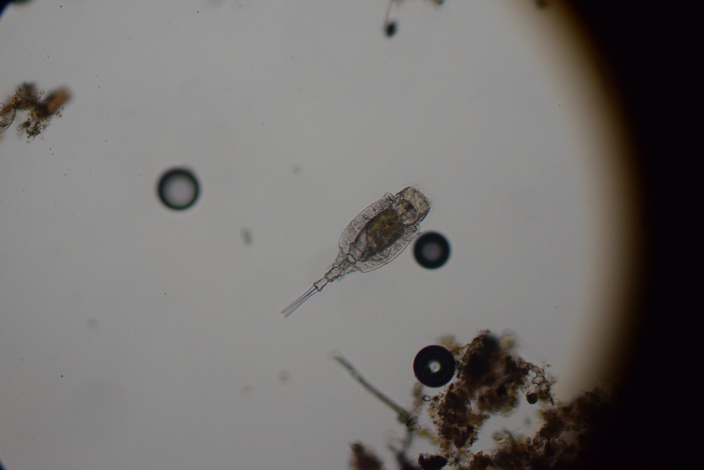 Trichotria tetractis in June 2020 by Nick Belliveau. From a vernal pool ...