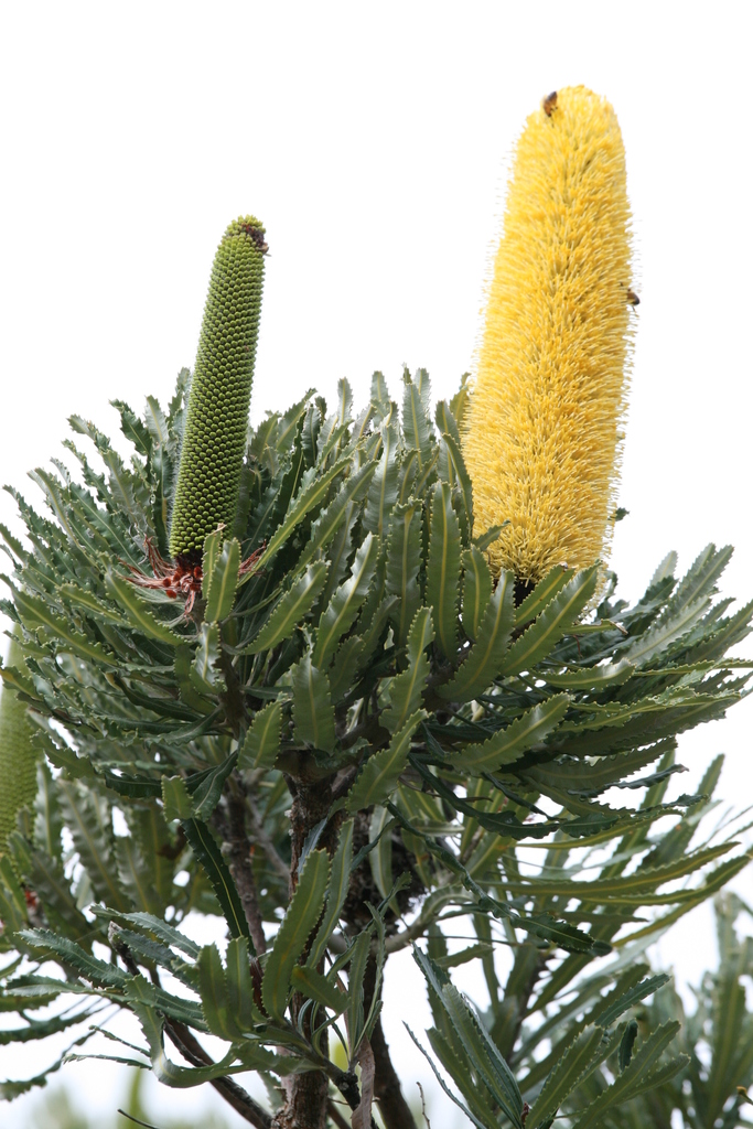 Candlestick Banksia (Banksia attenuata) - Botanical Realm