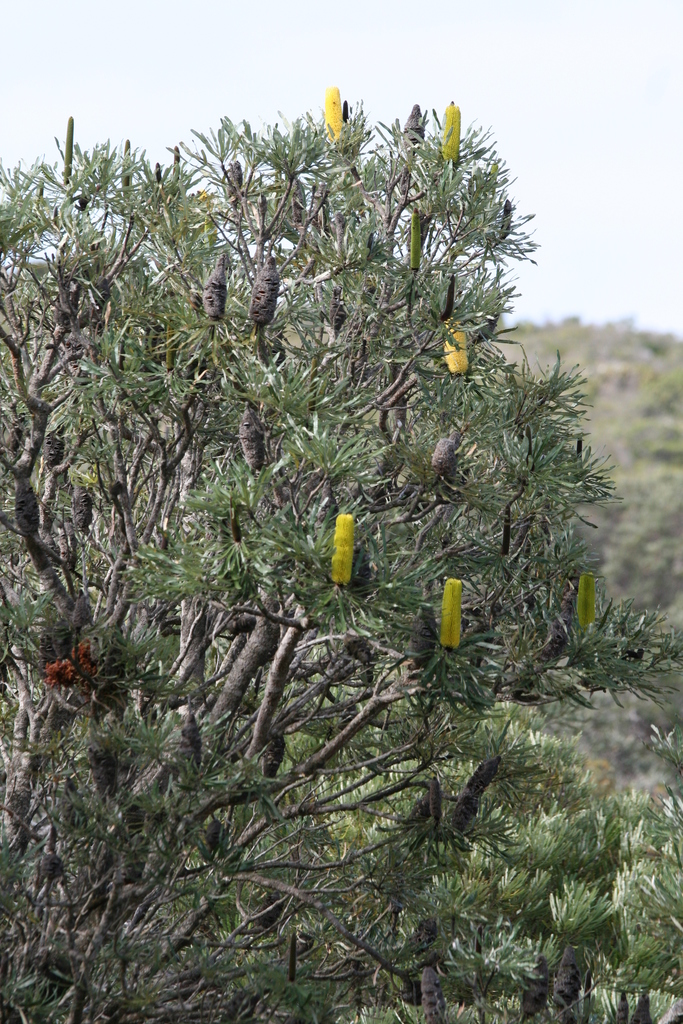 Candlestick Banksia (Banksia attenuata) - Botanical Realm