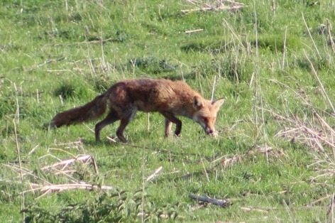 Red Fox from Ivinghoe Aston, Leighton Buzzard LU7 9DJ, UK on May 04 ...