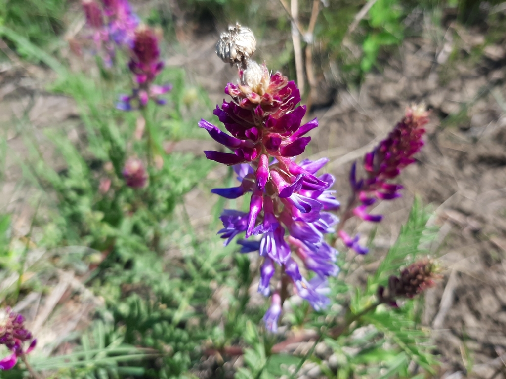 Two-grooved Milkvetch from Beynon on June 11, 2020 at 11:14 AM by ...